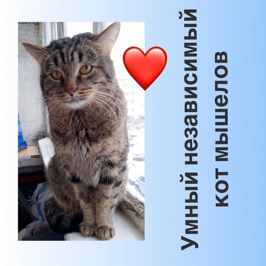 Котик в свой дом