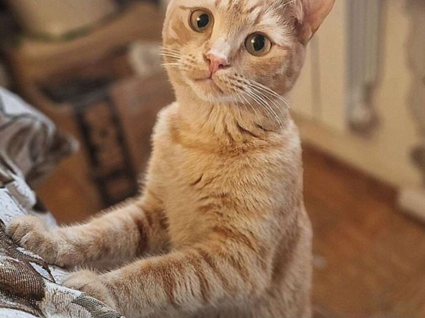 Рыжий котик