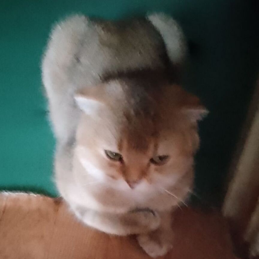 Отдам в добрые руки кошку
