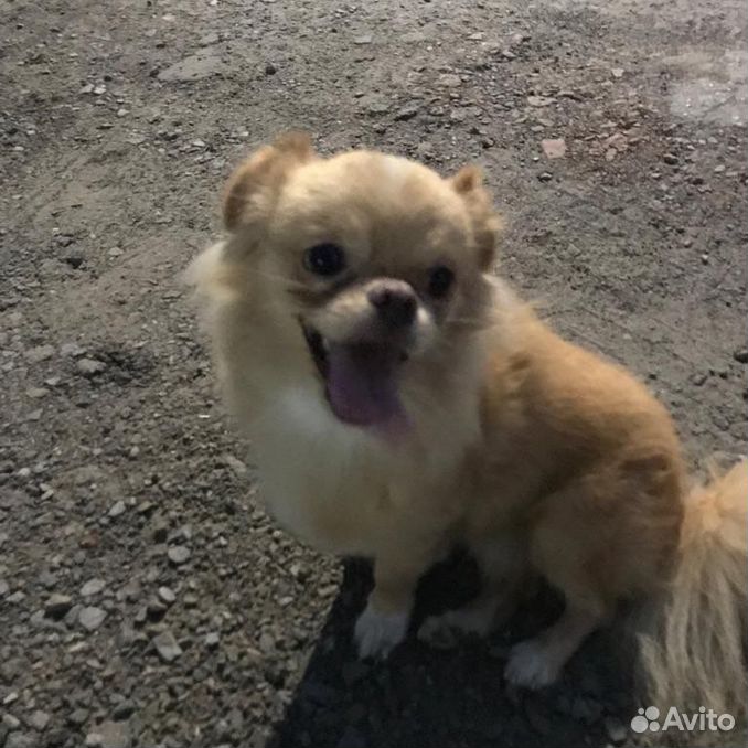Найдена собака пекинес