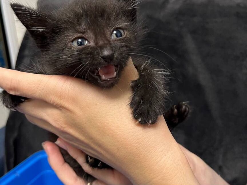 Котик в добрые руки