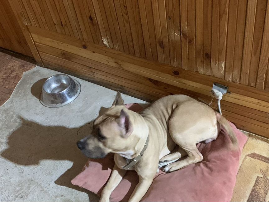 Продам собаку