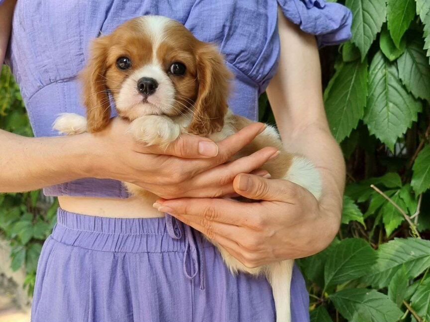 Кавалер кинг чарльз спаниель мини