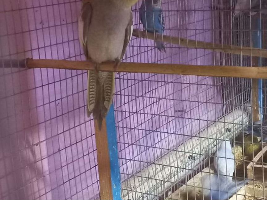 Корелла/ волнистые