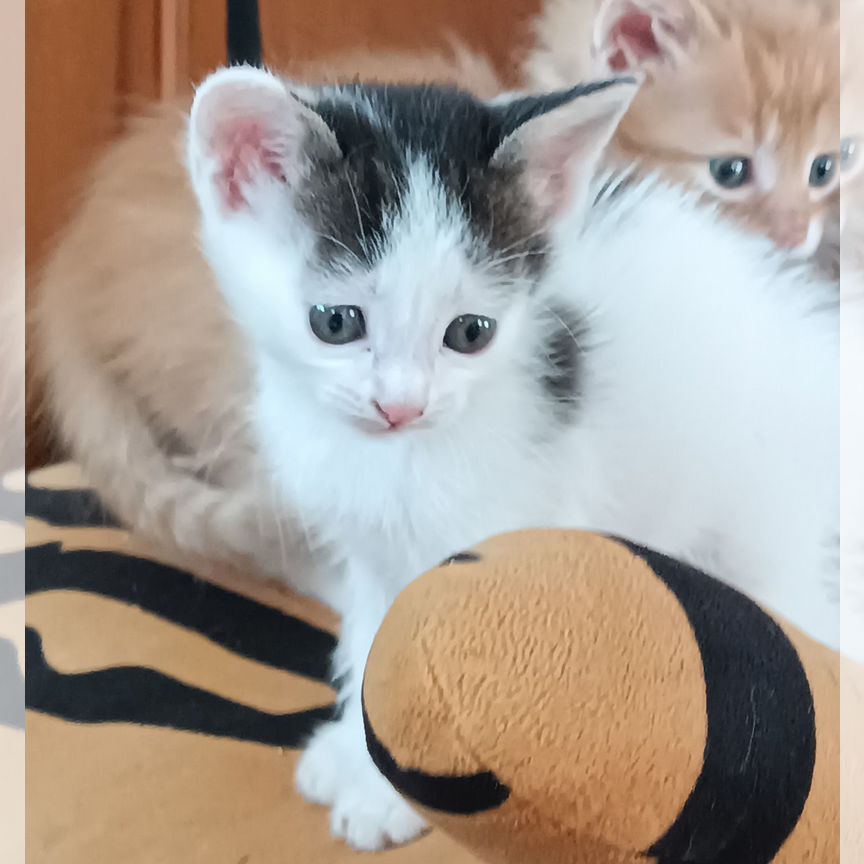 Кошечка-умница