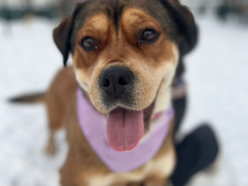 Собака Баста ищет дом