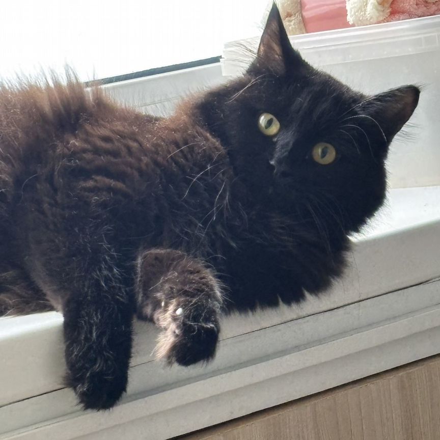 Взрослый кот в добрые руки