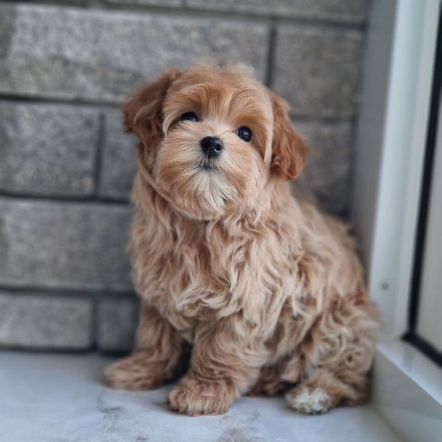 Девочка мальтипу мини