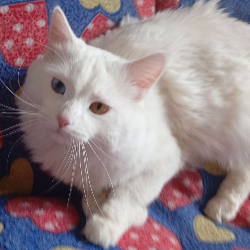 Каспер кот