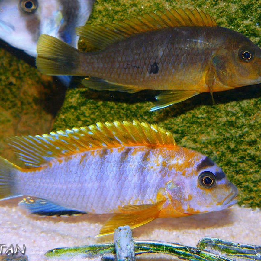 Мальки лабидохрамис кимпума ред шведен