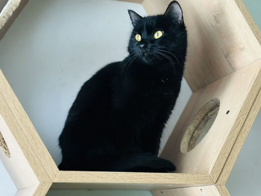 Кошка стерилизованная в добрые руки