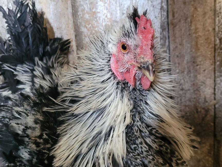 Петухи Брама