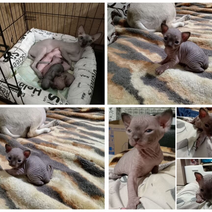 Продам сфинкса