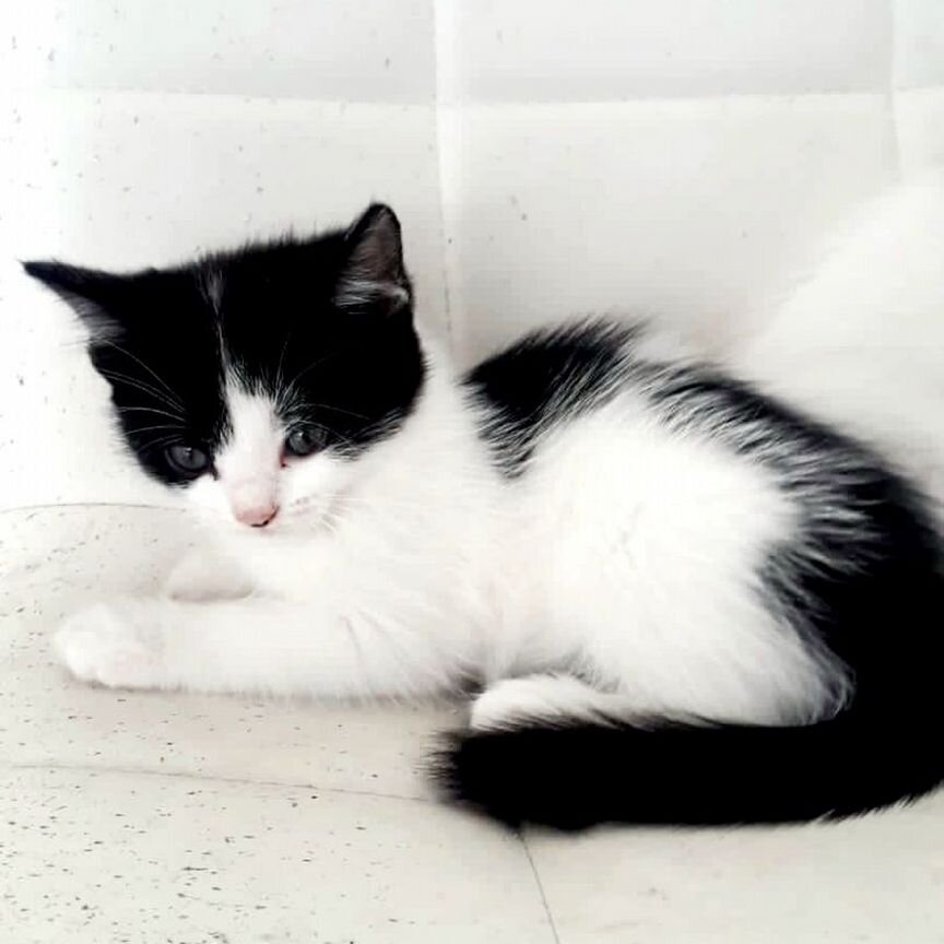 Котенок. Кот