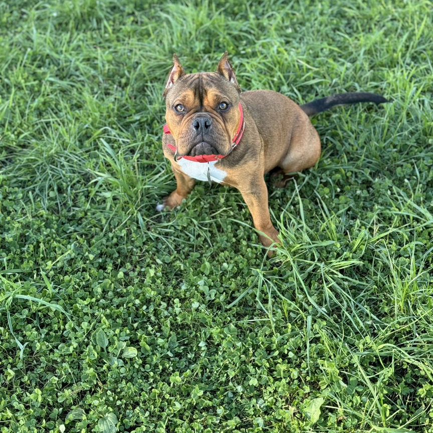 Девочка ам булли