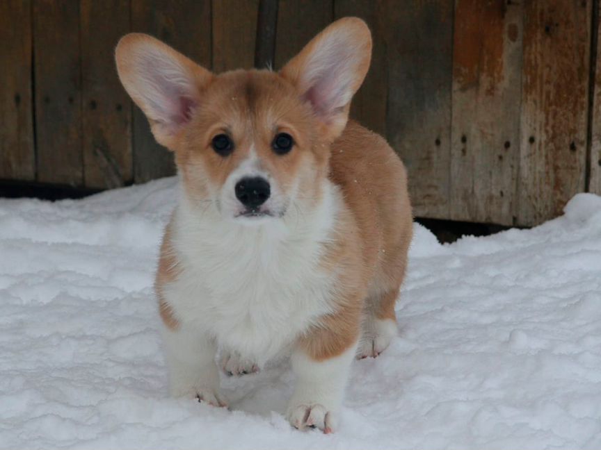 Вельш-корги пемброк щенок мальчик