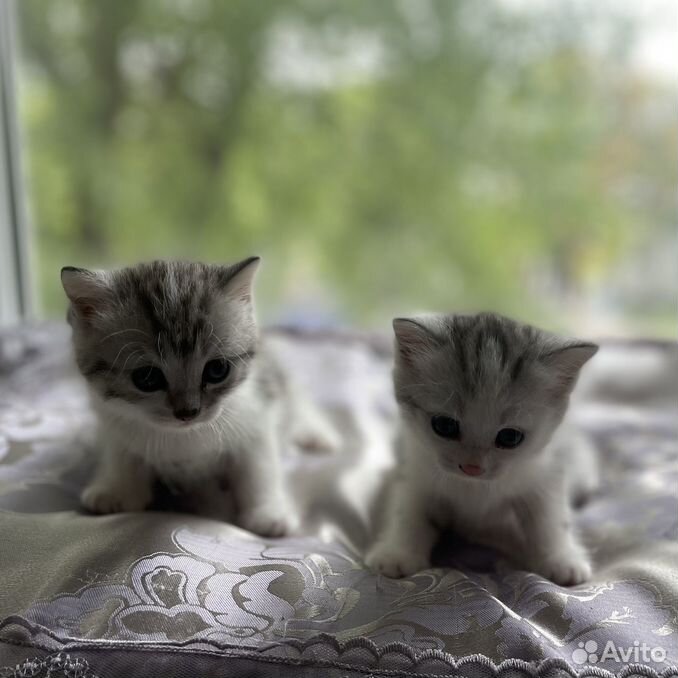Продажа британских котят