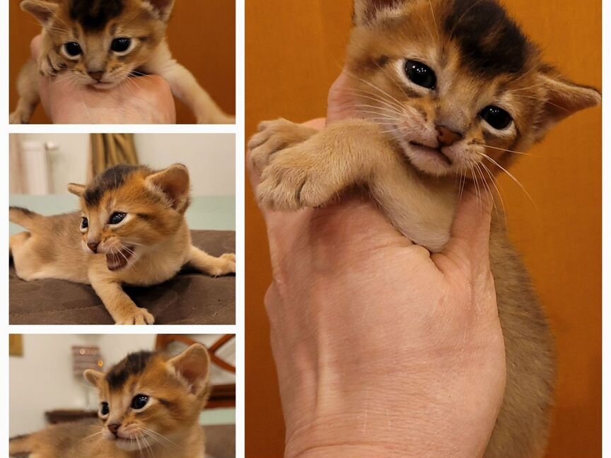 Абиссинская