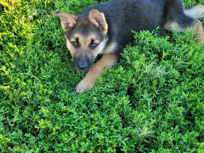 Щенки немецкой овчарки в добрые руки