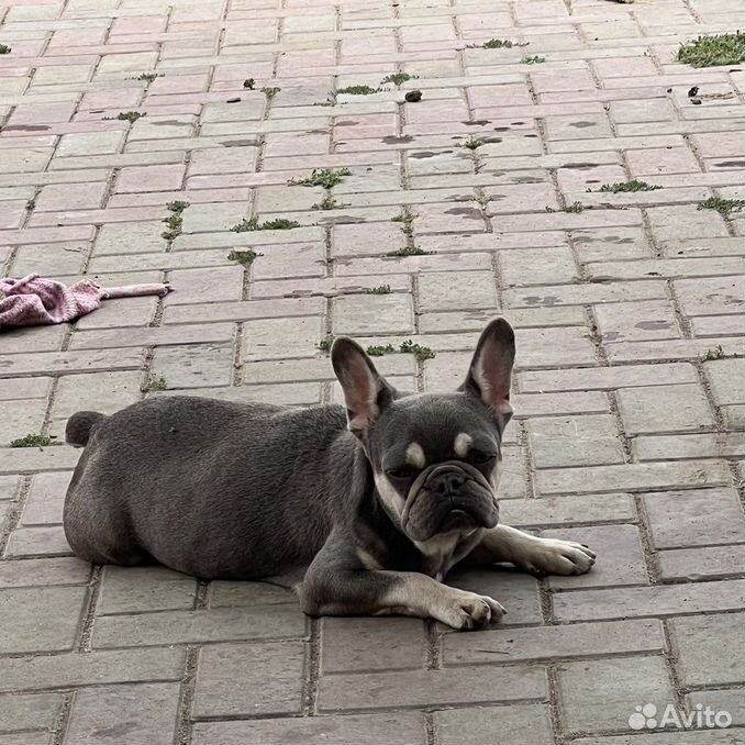 Девочка лилак тан