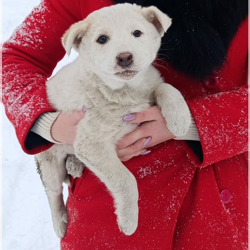 Австралийская овчарка, щенок