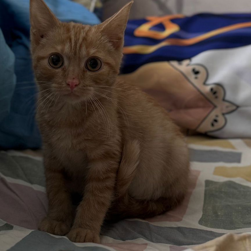 Полубританский Котик