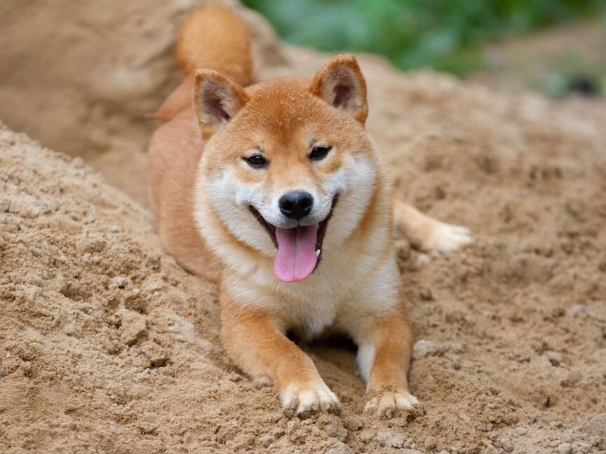 Мальчики сиба шиба ину