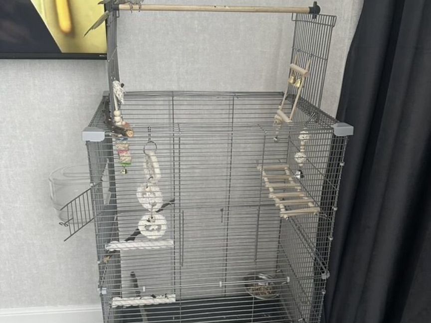 Попугай корелла с клеткой 8 месяцев