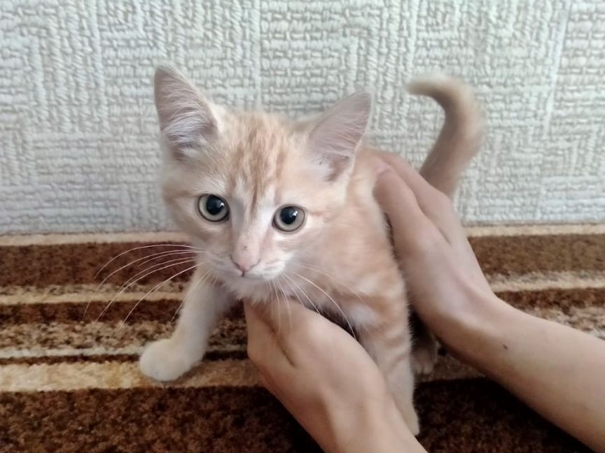 Котик бесплатно