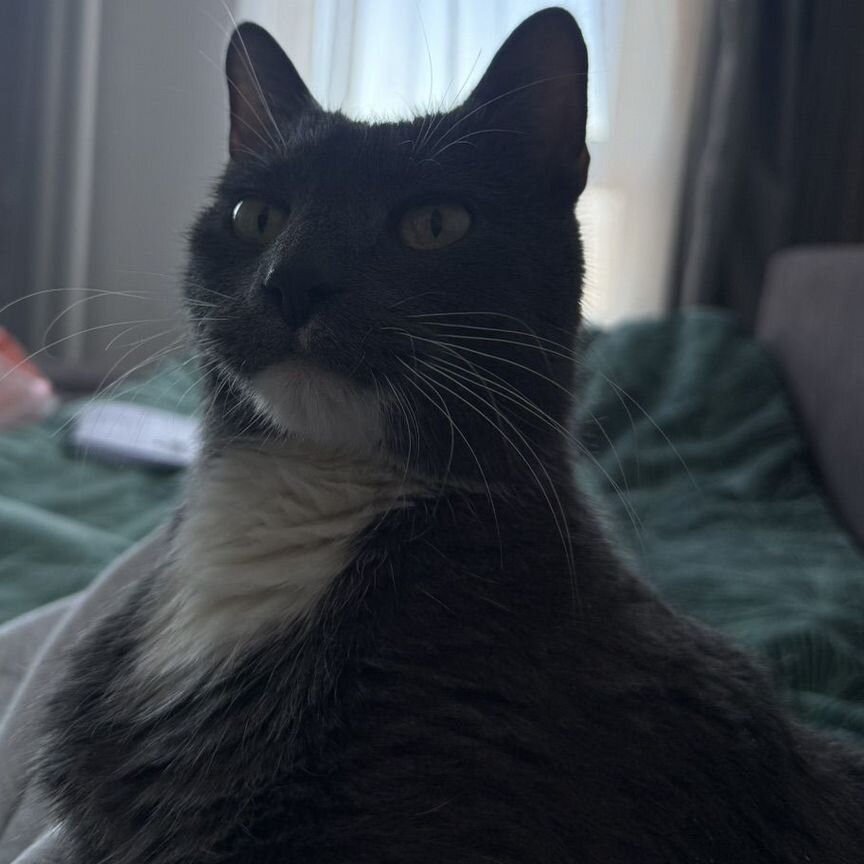 Взрослый кот в добрые руки