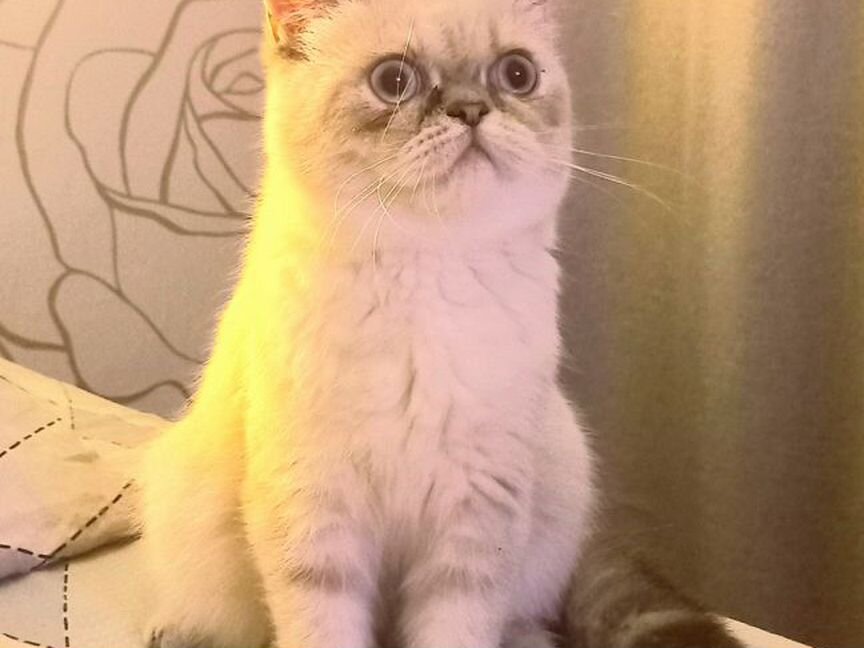 Экзот кошечка молодая