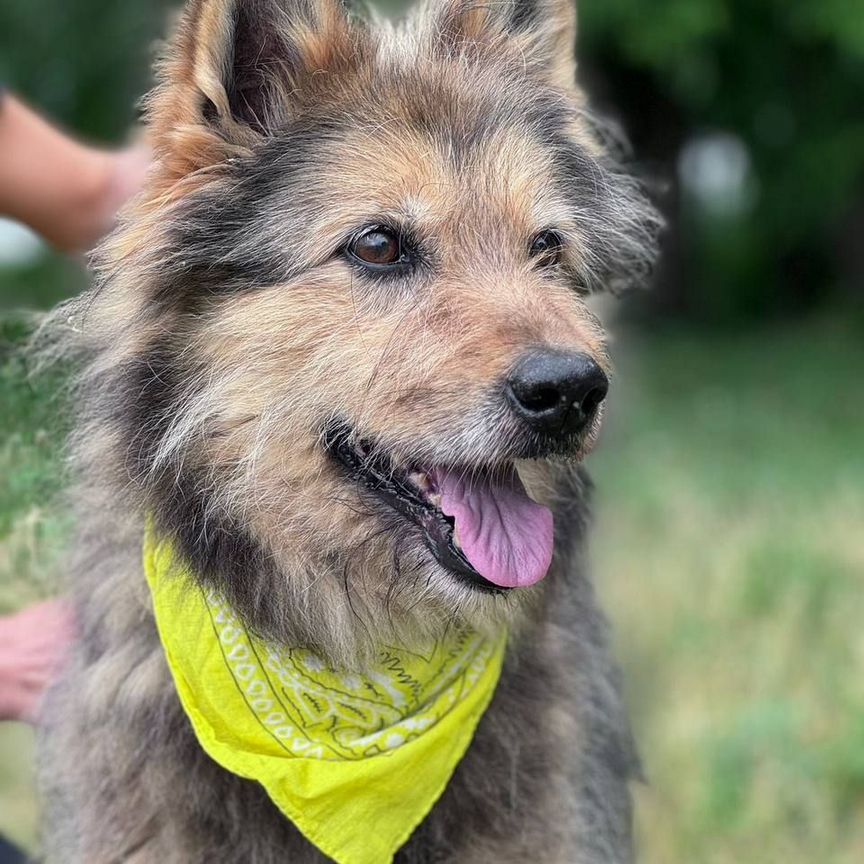 Собака, Елка ищем дом