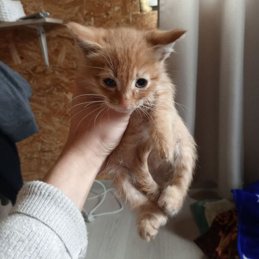 Рыжий котенок в добрые руки