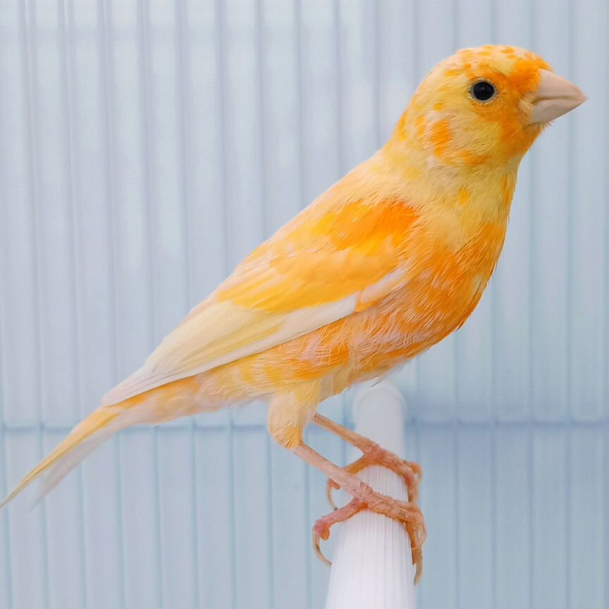 Кенар красный шиммель липохром