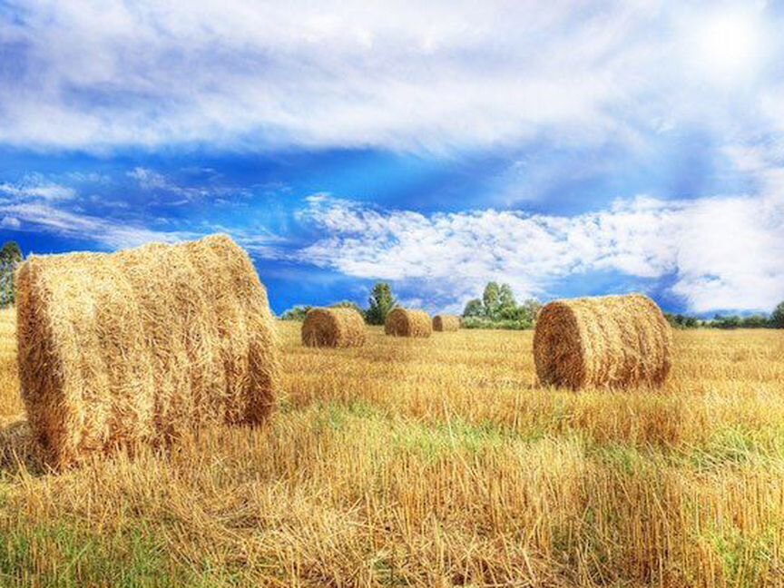 Солома в тюках