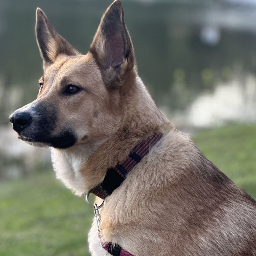 Молоденький игривый песик в добрые руки