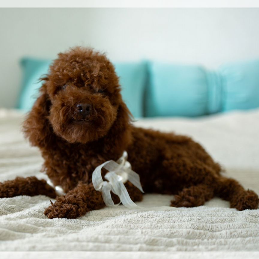 Той-пудель, вязка