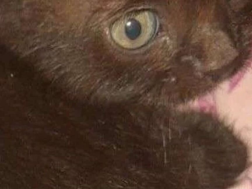 Котенок