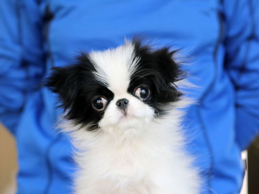 Щенки японского хина