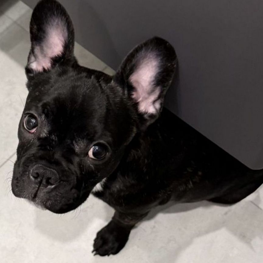 Французский бульдог, щенок