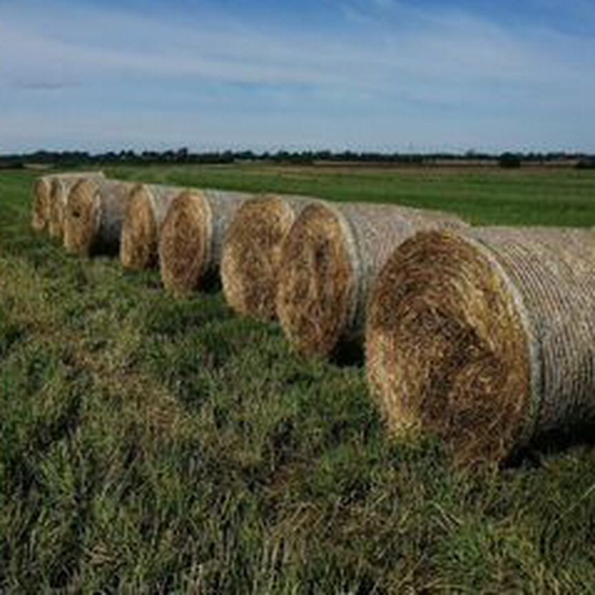 Сено в рулонах