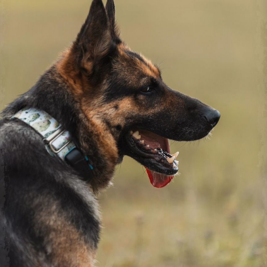 Трекер для собак Petsee