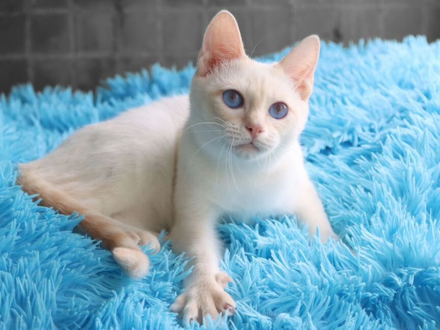 Тайский котик красного окраса
