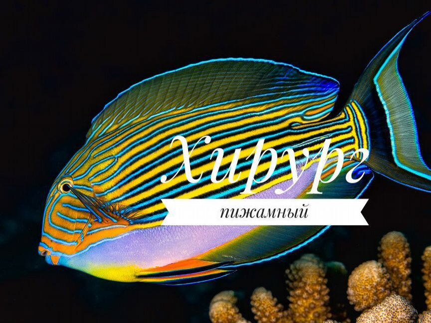 Хирург пижамный, M(морская рыбка в наличии)