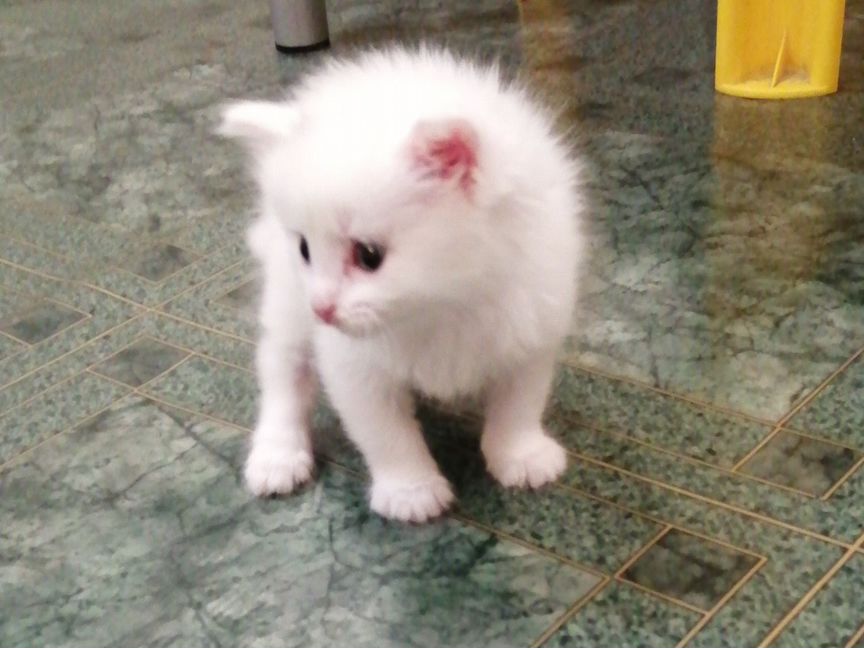 Сибирский котёнок