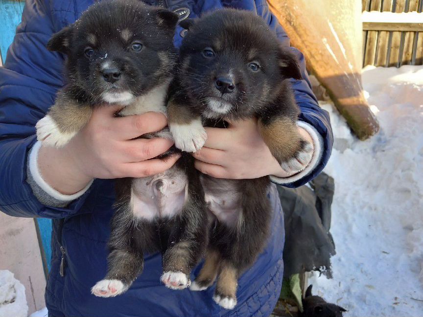 Щенки