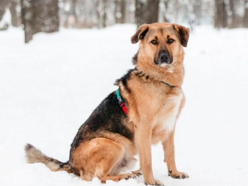 Собака в добрые руки