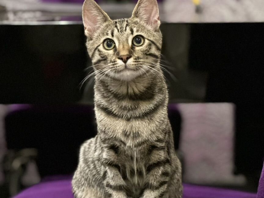 Самый лучший котик бенгал