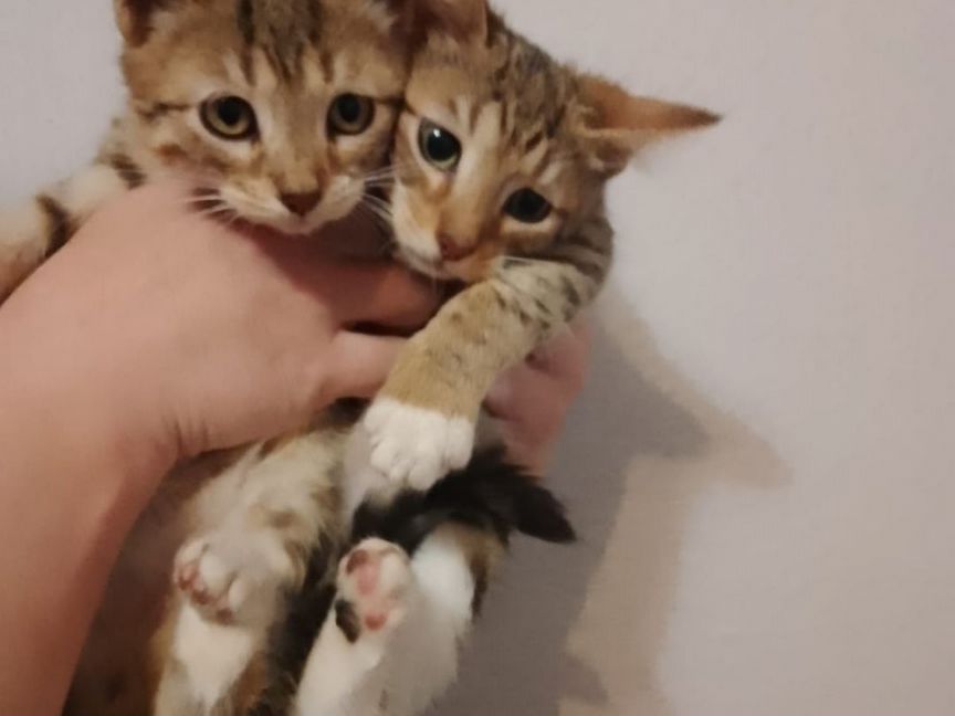 Кошка в дар бесплатно