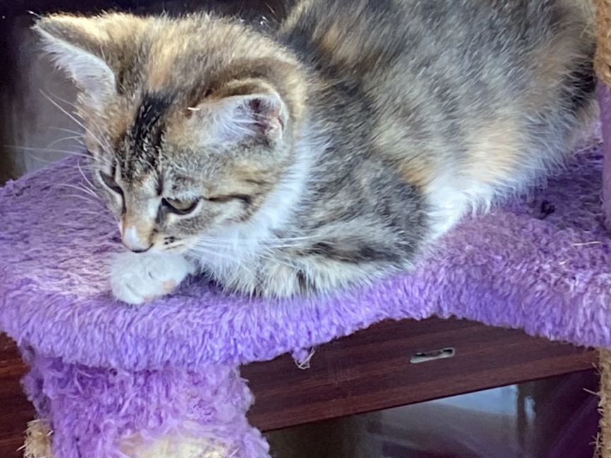 Котята в дар бесплатно. (2месяца)